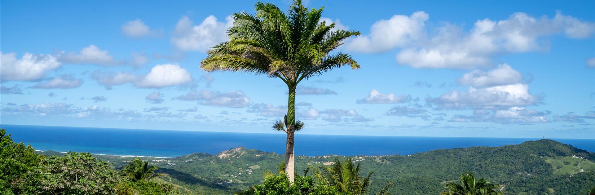 Explore Mount Hillaby - Visit Barbados