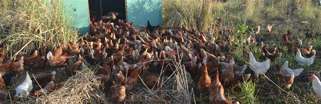 PEG Farm Barbados - Natural Reserve & Biodynamic Farm