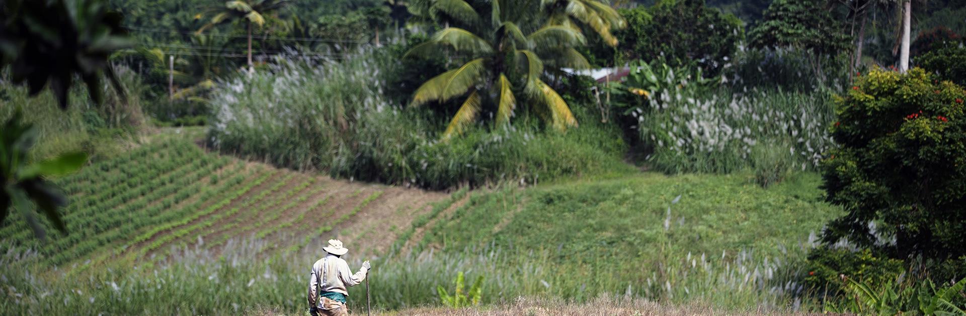 Explore Island Living - From Farm To Table - Visit Barbados