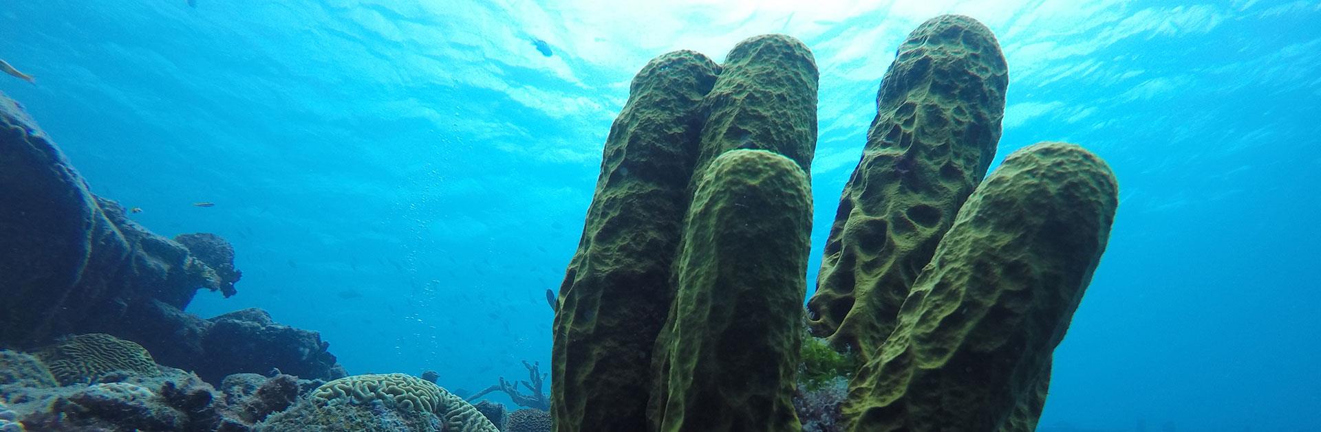 Dive Fest Barbados 2020 – Dive, Swim & Soak Up the Sun