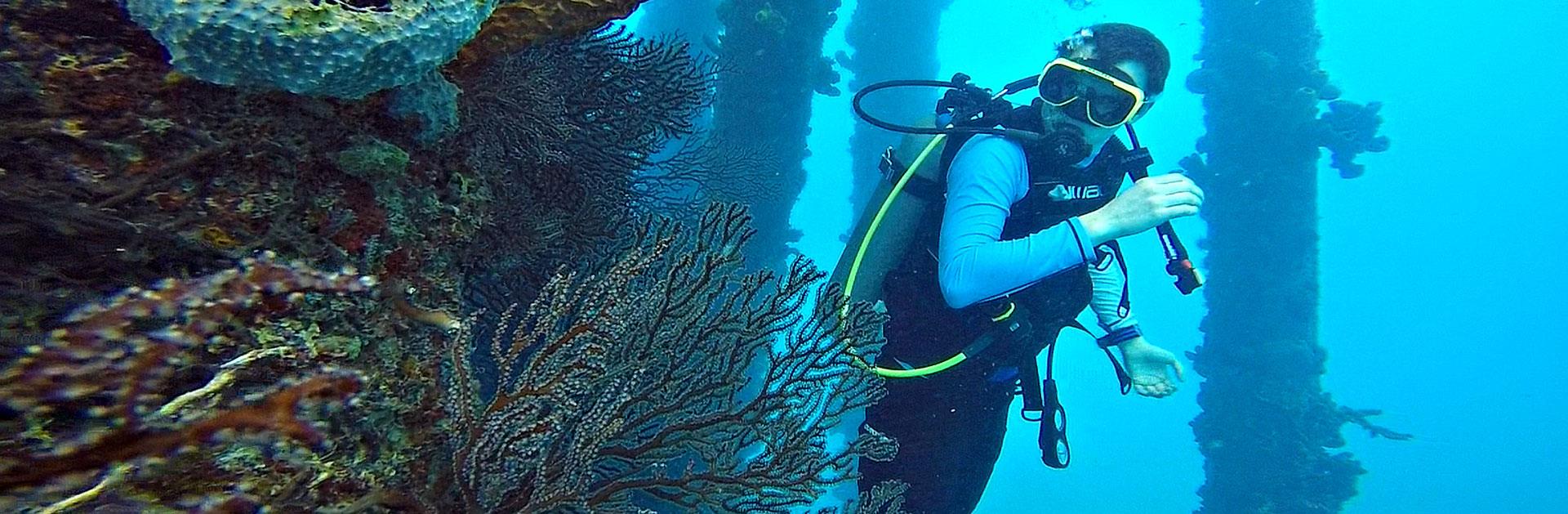 Dive Fest Barbados 2020 – Dive, Swim & Soak Up the Sun