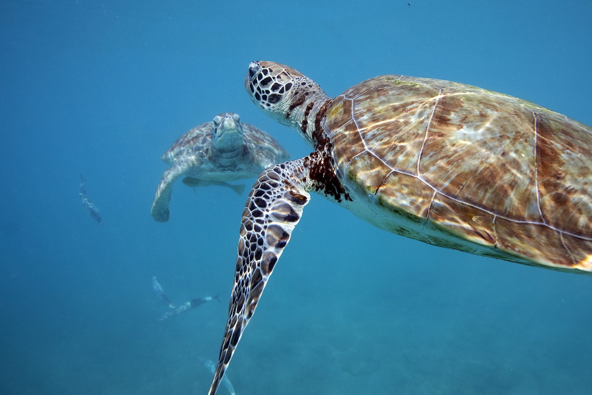 Sea Turtles in Barbados - Read About these Rare Sea Species
