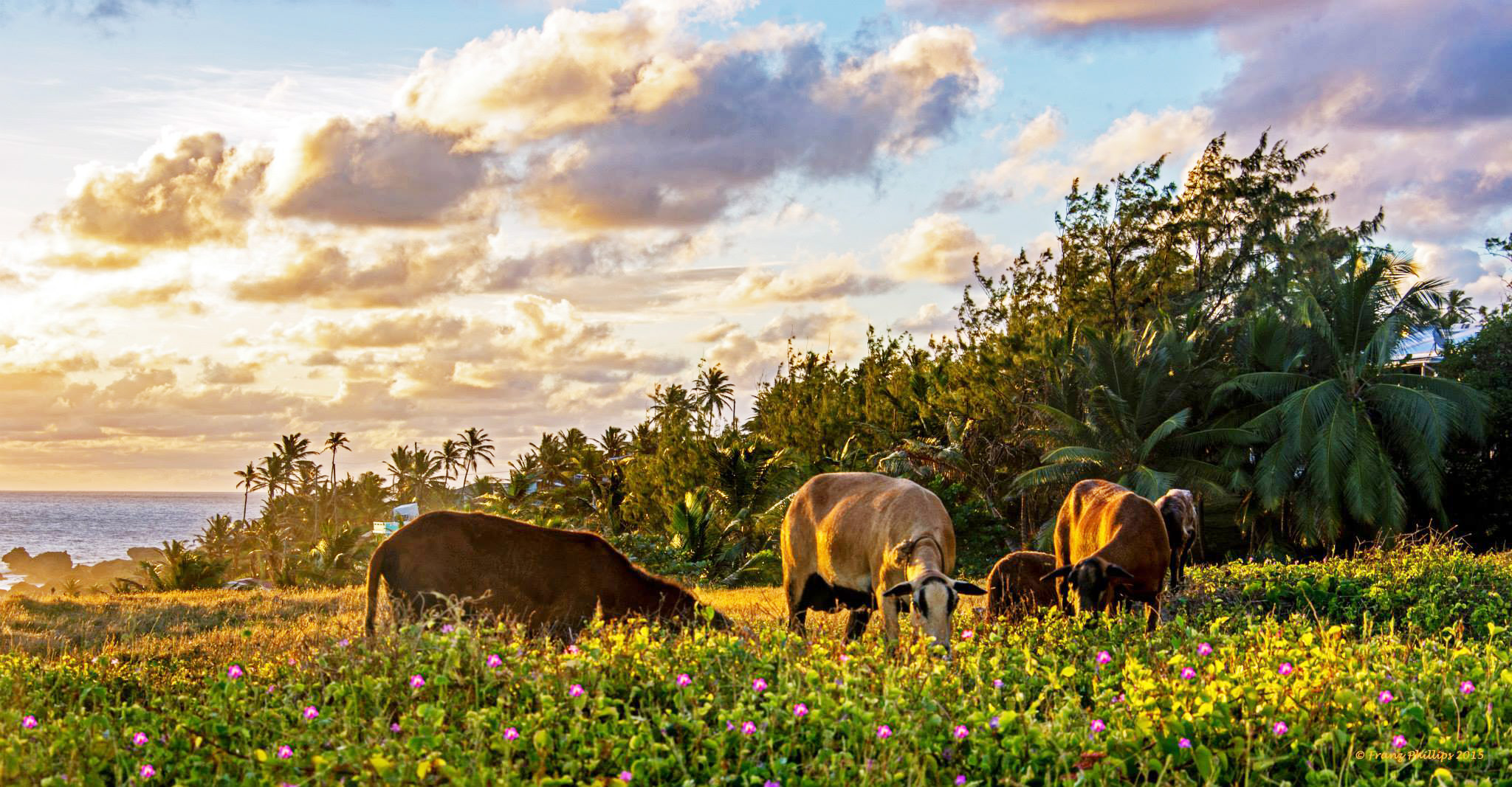 30 Incredible Things Barbados Is Known For