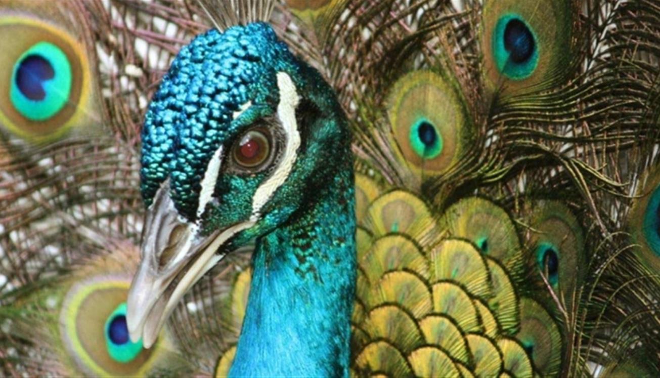 Barbados Wildlife Sanctuaries – Untamed Caribbean Nature